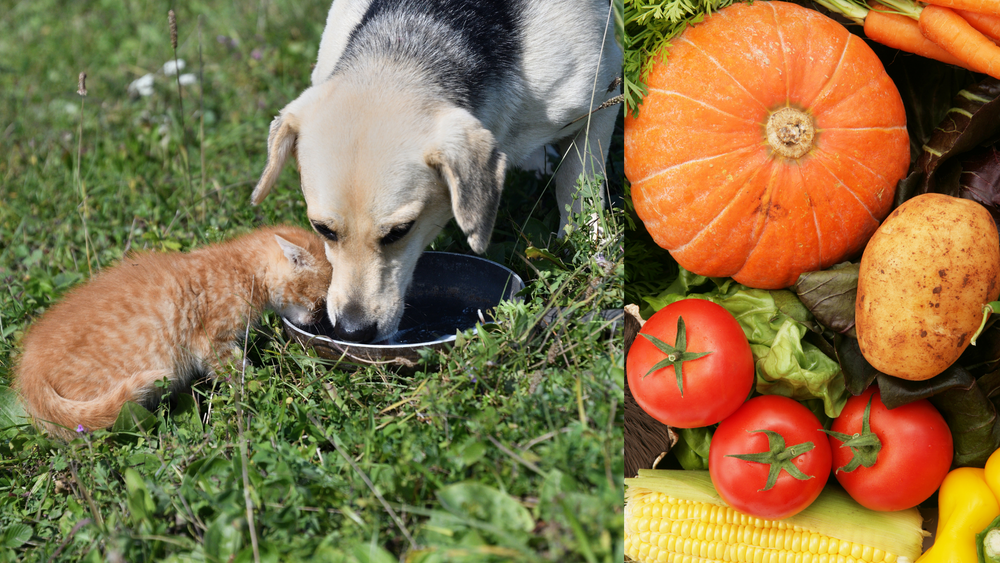 Cooked Vege | Raw diet for dogs | Feeding Raw food for Pets - Pet Naturals